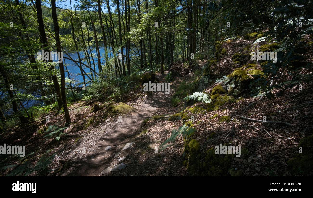 pedestrians hiking trail in the forest with a lake behind the tree ...