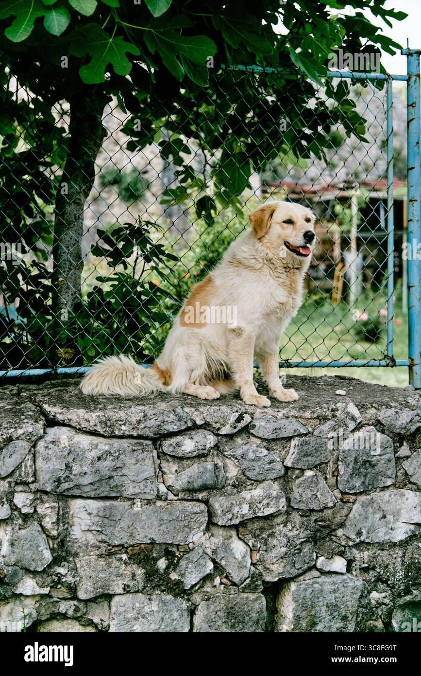 Domestic non-pedigreed furry fluffy pup pet yard dog guards village ...