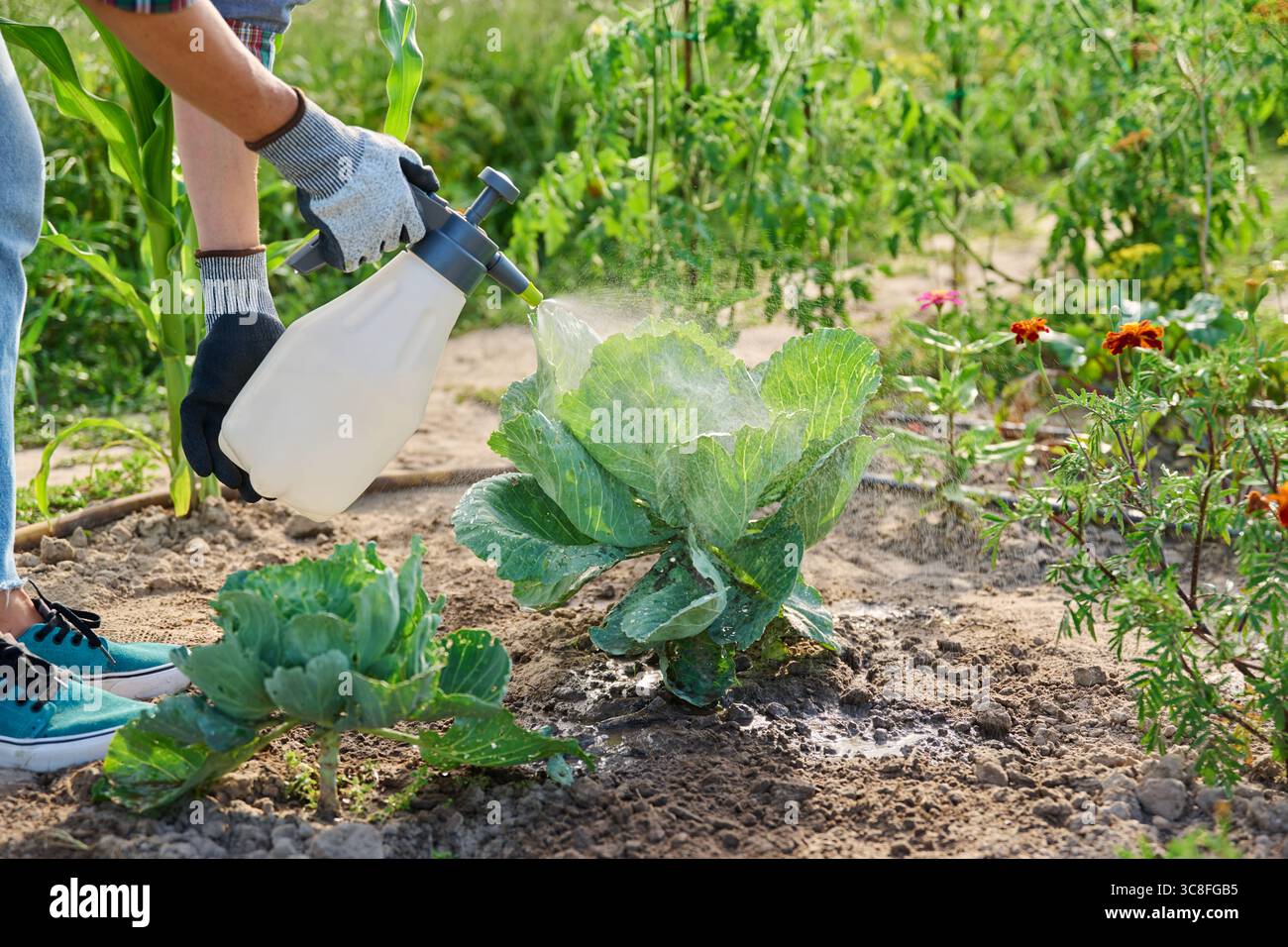 Close-up of spraying cabbage plants on an outdoor bed from hand spray ...