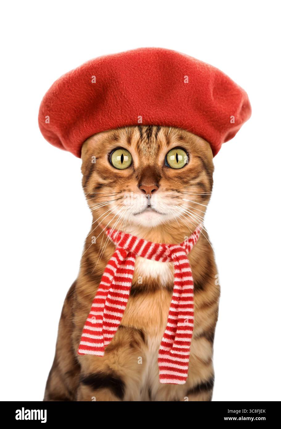 Stylish bengal cat wearing a red beret and striped scarf in parisian ...