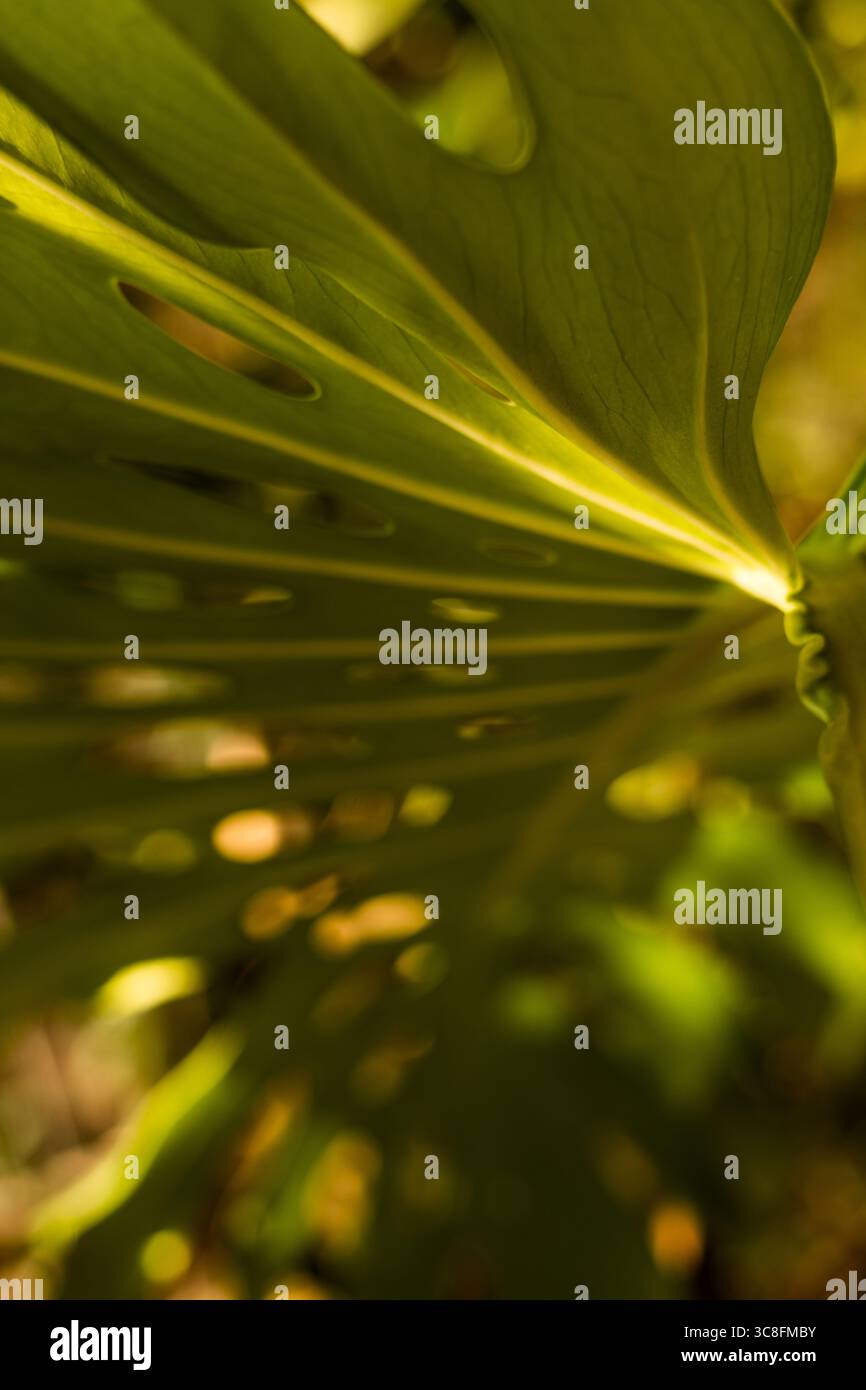 Lush green monstera deliciosa hi-res stock photography and images - Alamy
