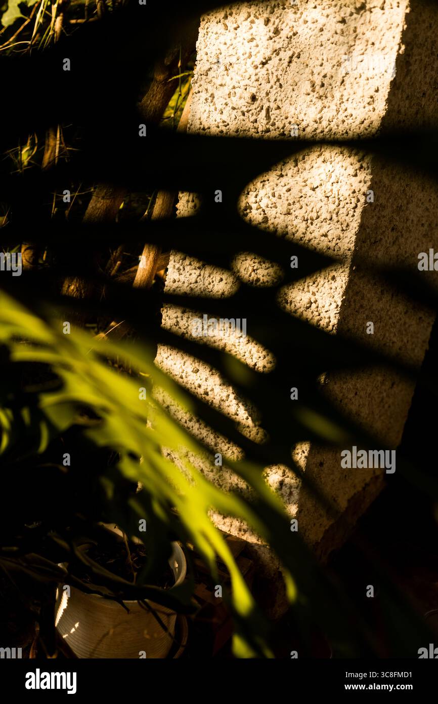 Monstera leaf detail Stock Photo - Alamy
