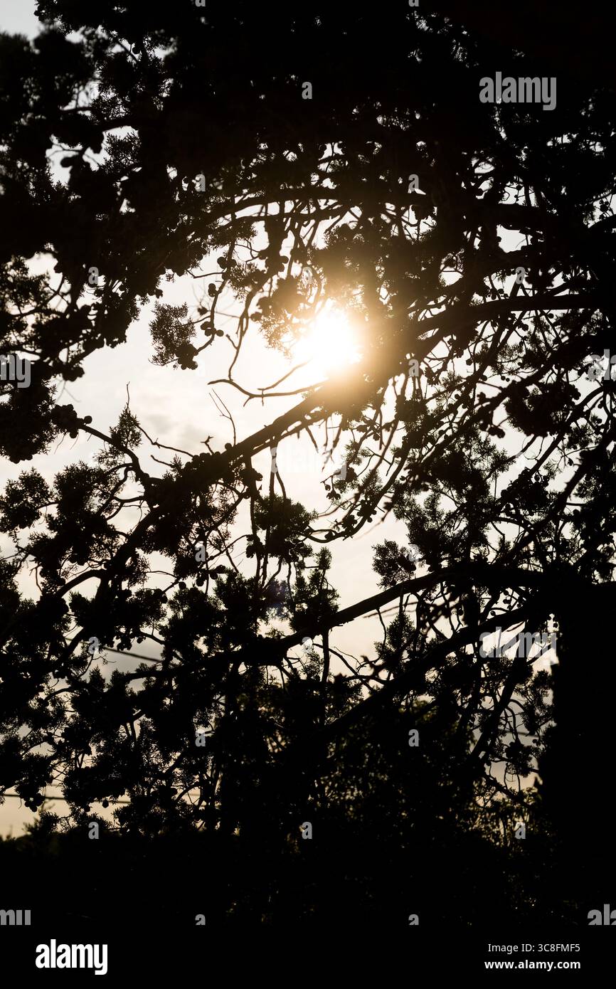Sunlight shadows through trees hi-res stock photography and images - Alamy