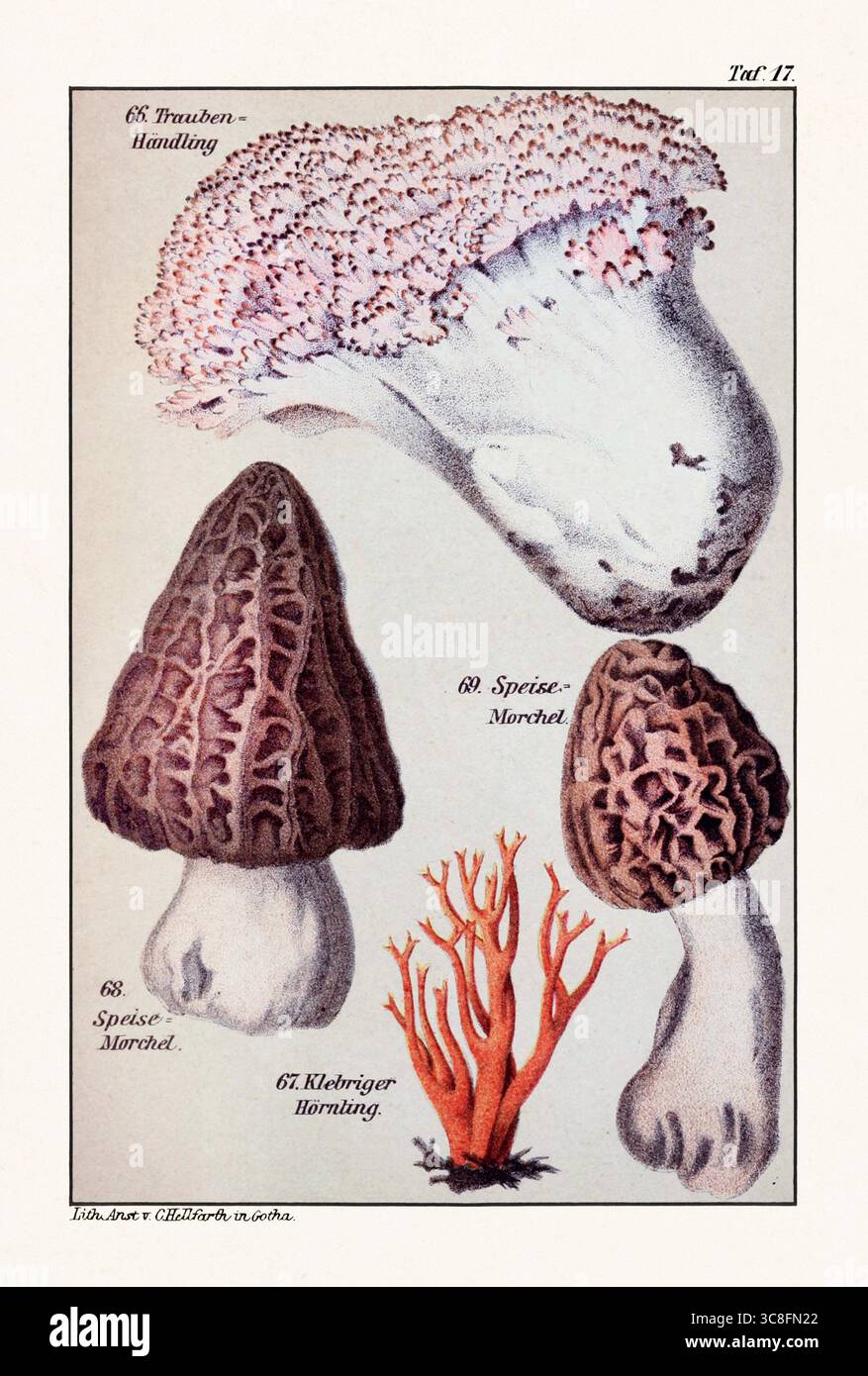 Antique mushroom illustration. Scientific plate of fungi published in ...