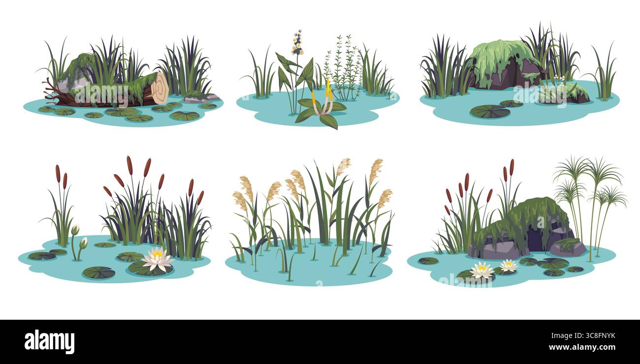 Ponds compositions. Aquatic plants, pieces of swamps, lake or river ...