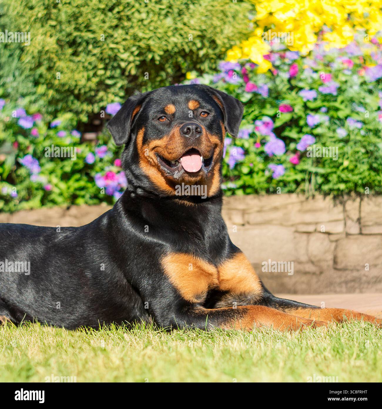 Rottweiler side profile of head hi-res stock photography and images - Alamy