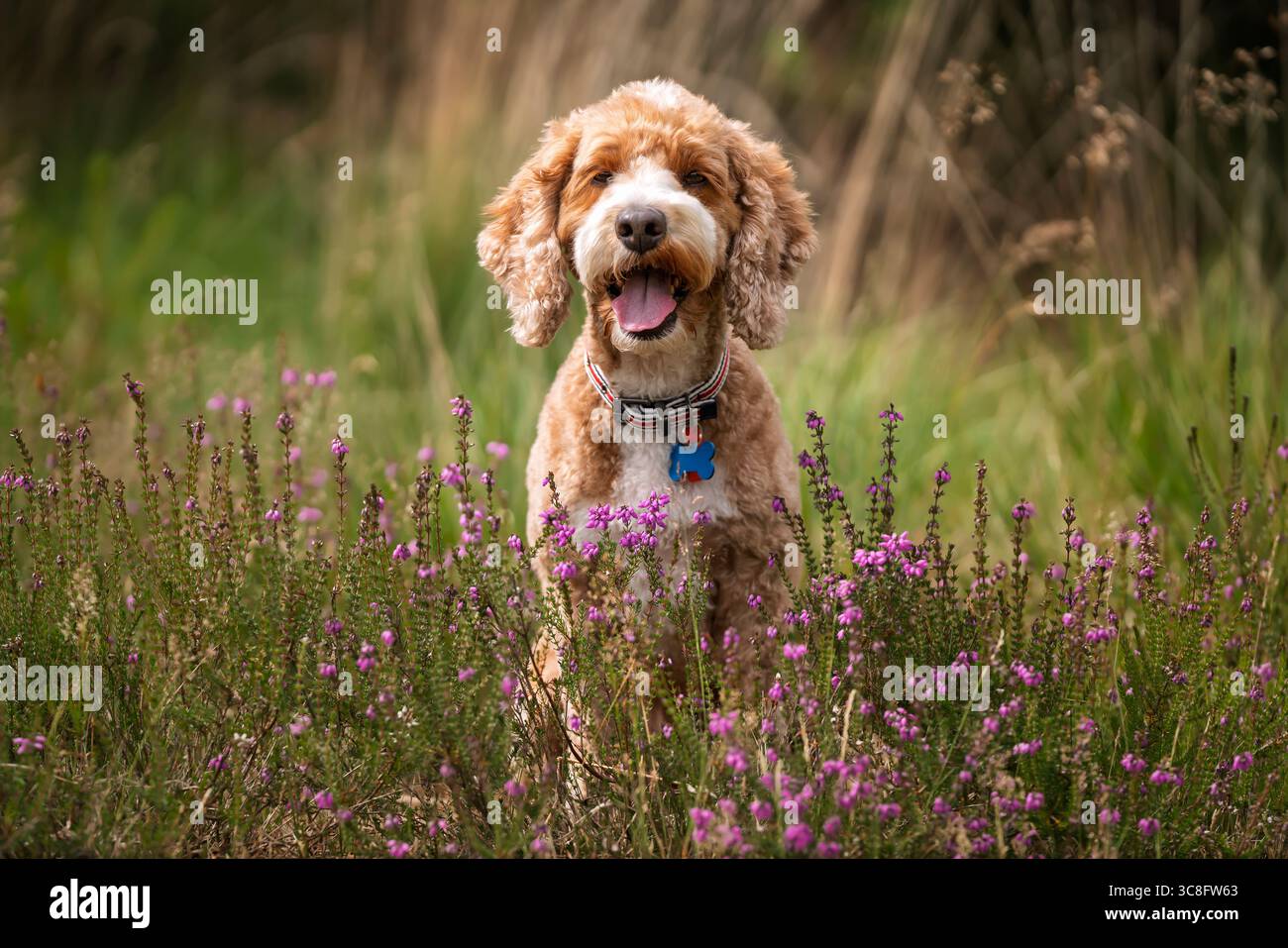 Apricot Cockapoo in the forest in Ascot UK Stock Photo - Alamy