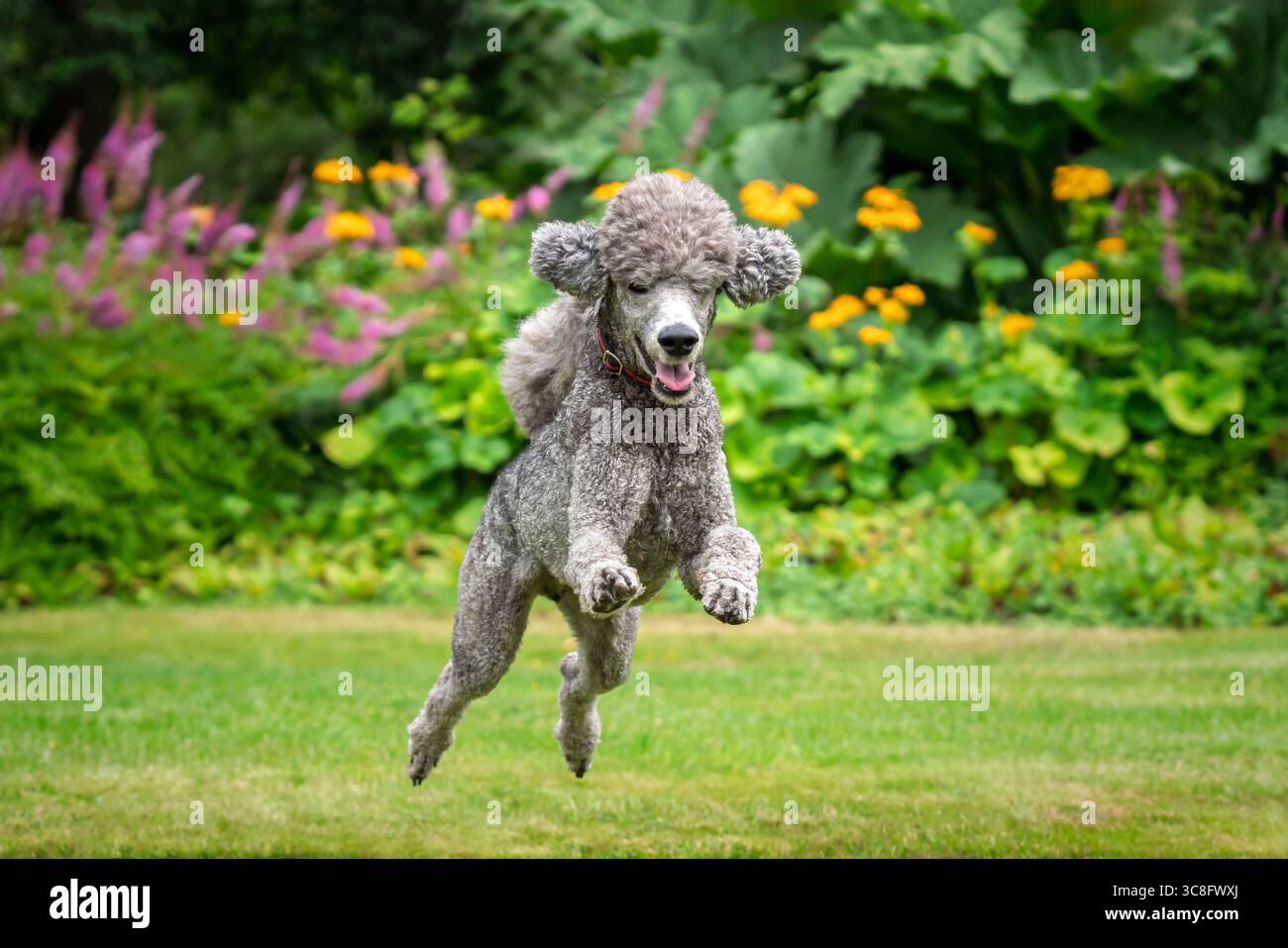 Standard grey Poodle running and having fun in a garden with flowers ...