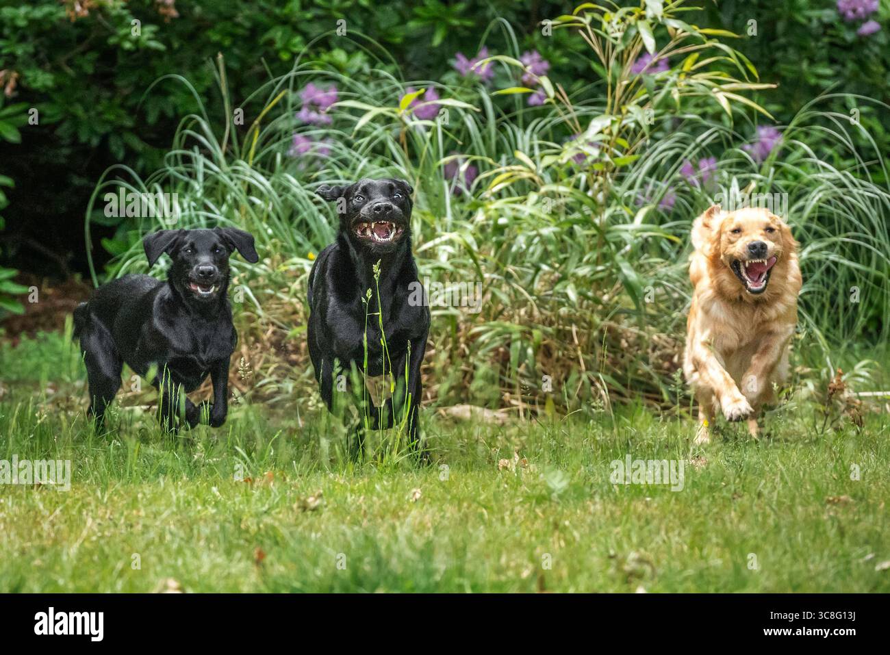 Two black labradors and a golden retriever running and playing together ...