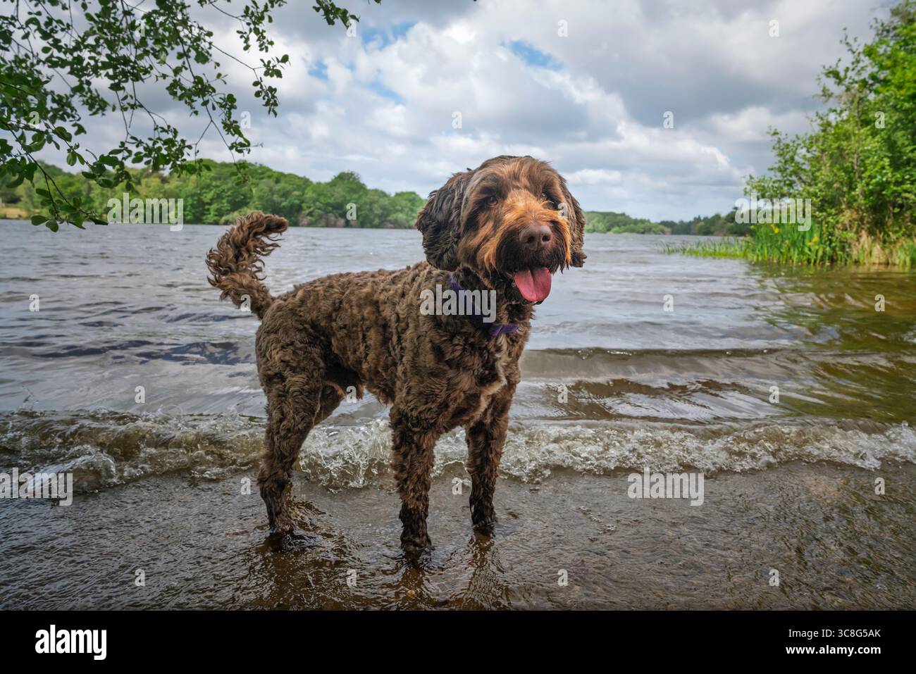Brown Sprockapoo dog - Springer Cocker Poodle cross - standing in the ...