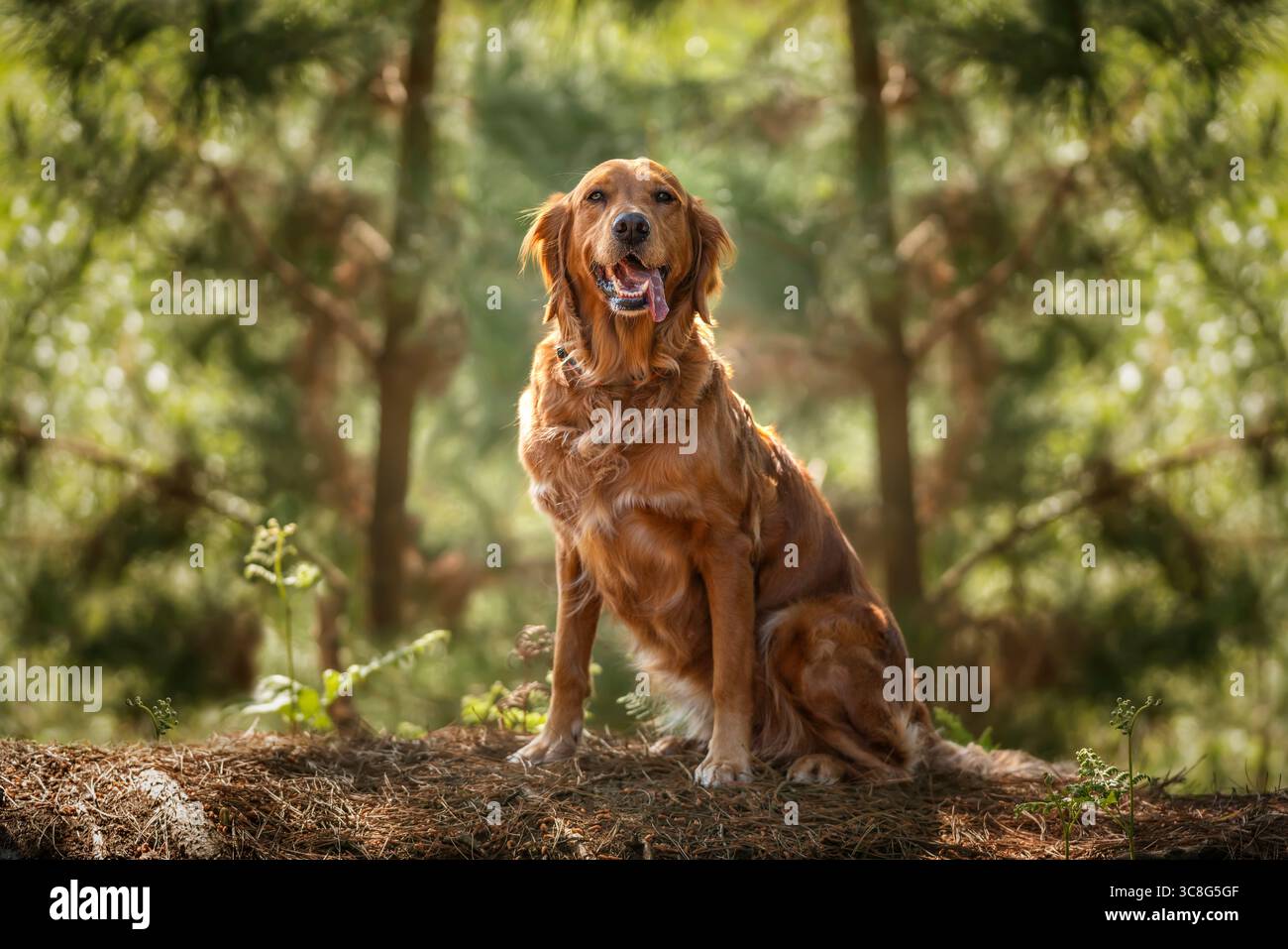 Golden Retriever sitting in the forest with sun shining all around ...