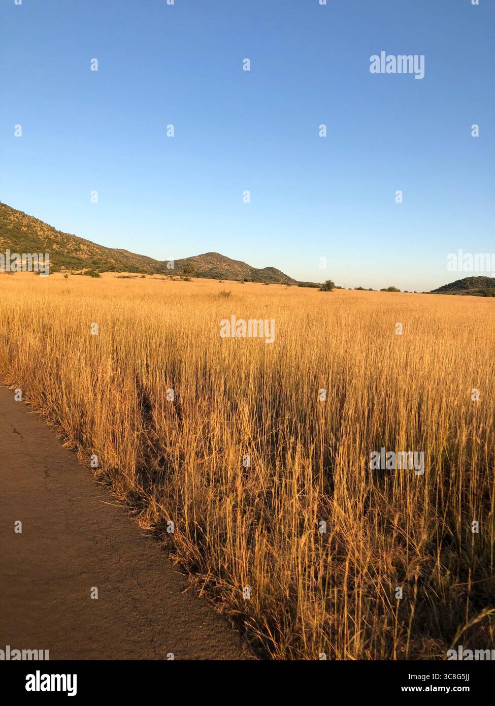 Golden wheat field along the roadside in Pilanesberg National Park ...