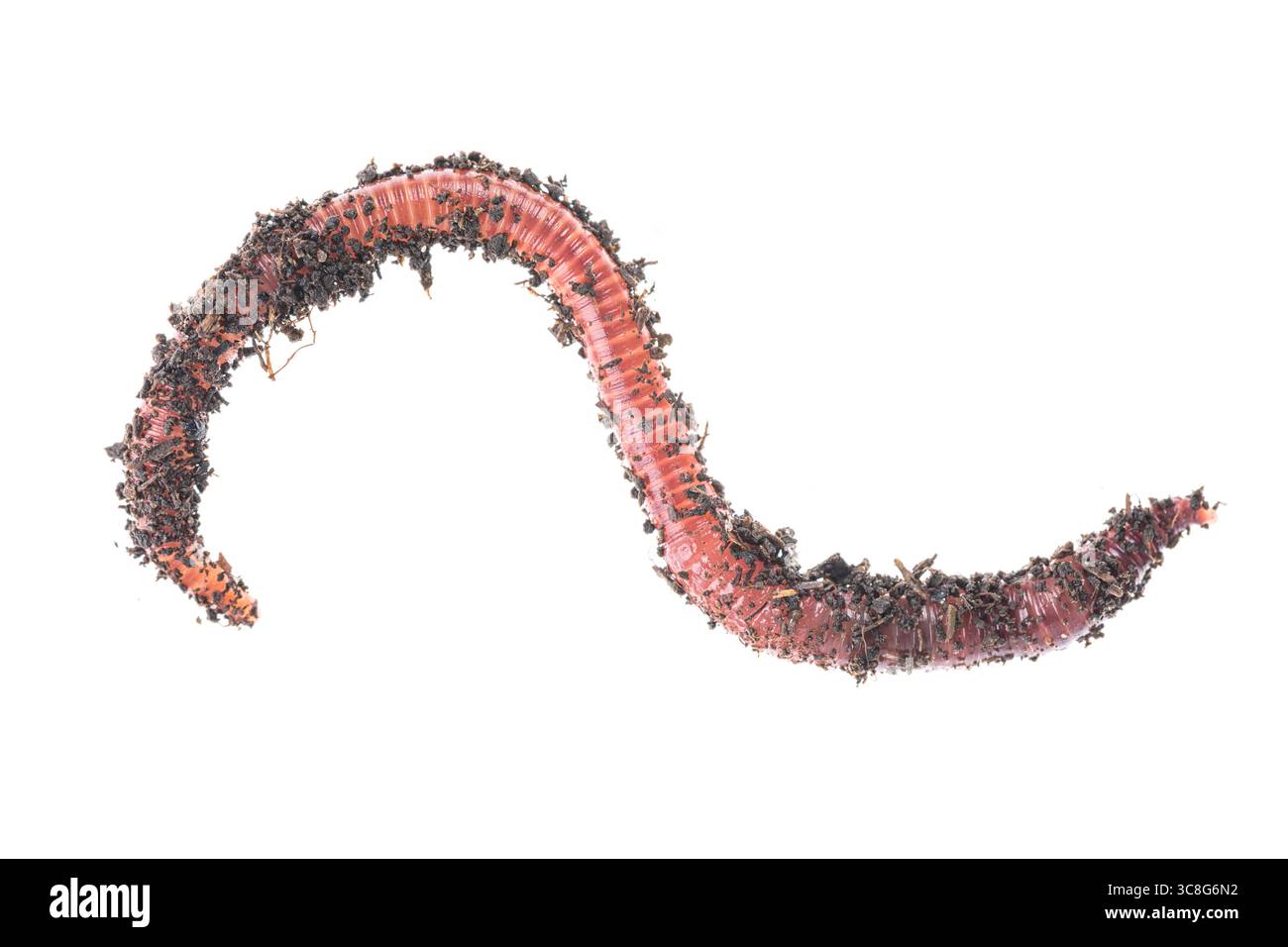 Macro shot of red worm Dendrobena in manure, earthworm live bait for ...