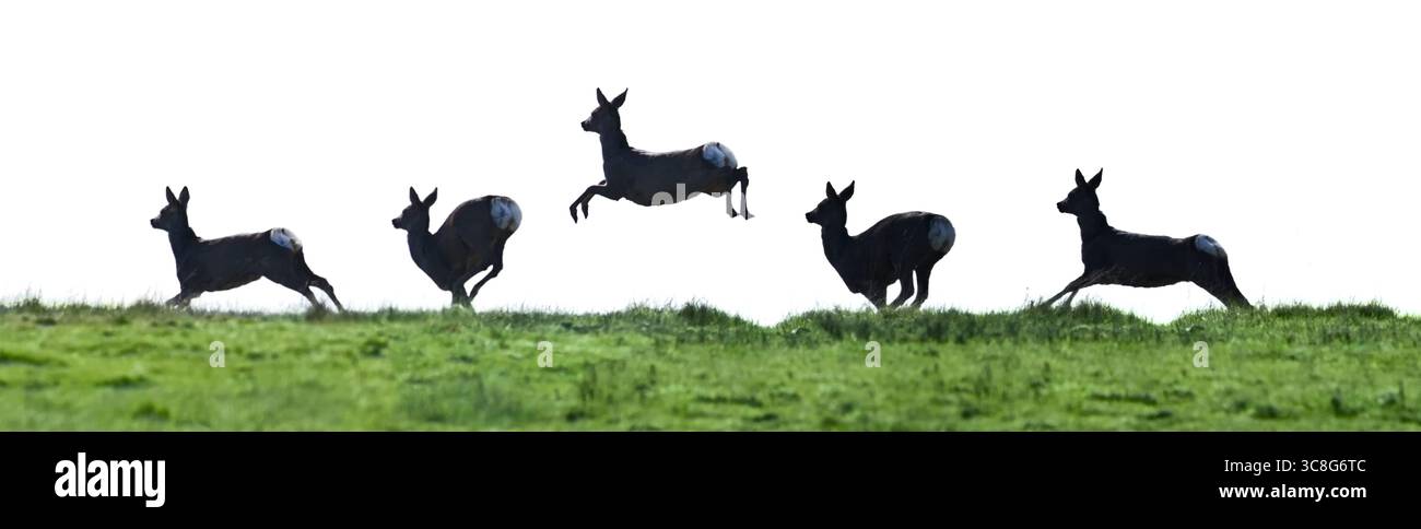 Roe deer leap sequence hi-res stock photography and images - Alamy