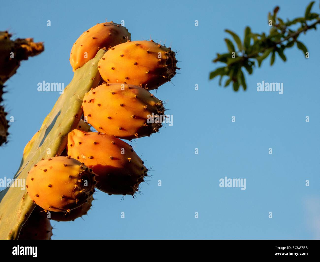 Fruit and resilience hi-res stock photography and images - Alamy