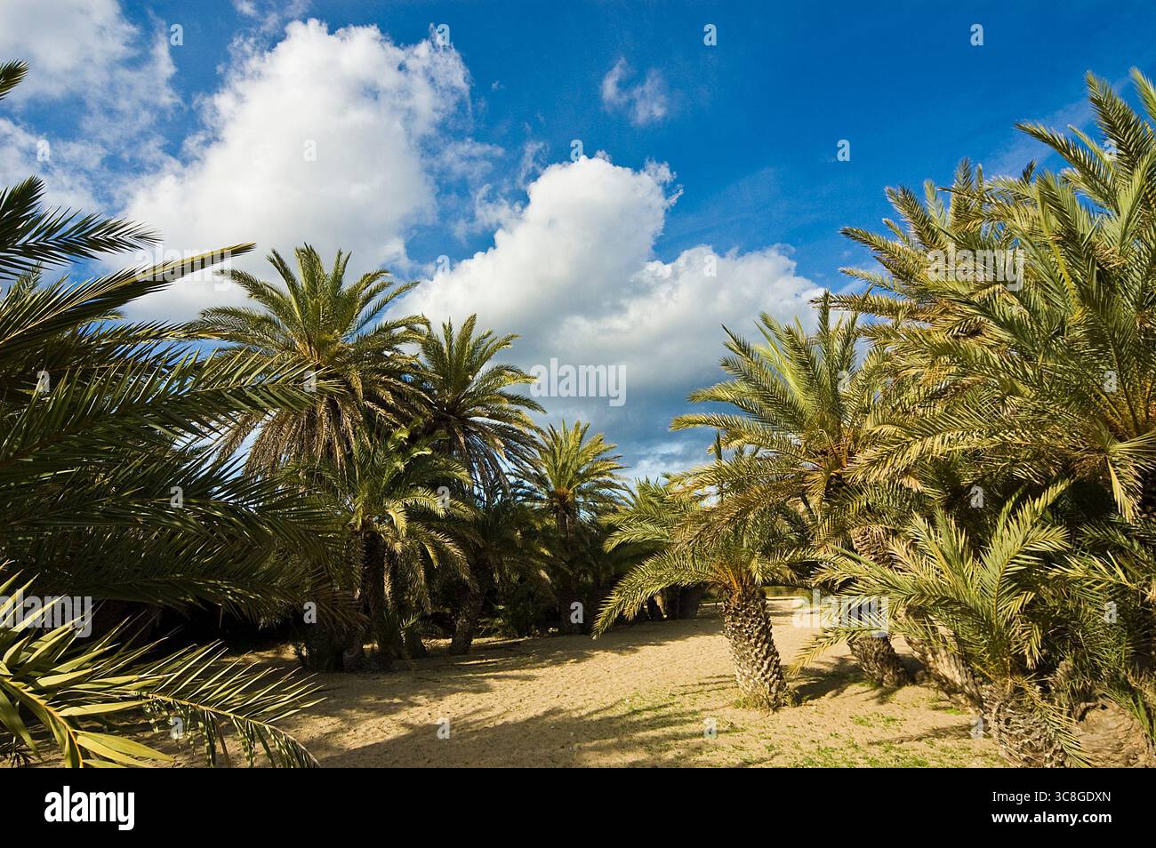 Coastal palm forest hi-res stock photography and images - Alamy