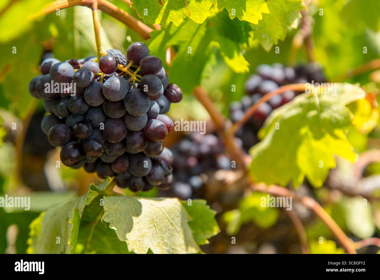 A close-up of a ripe grape cluster hanging on the vine Stock Photo - Alamy