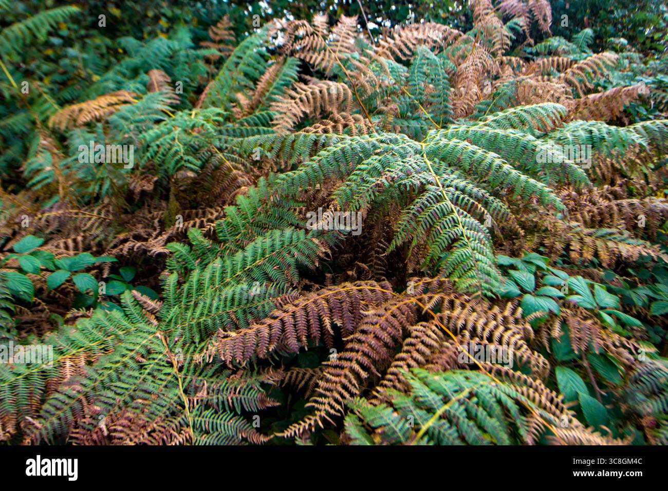 Green brown fern leaves hi-res stock photography and images - Alamy