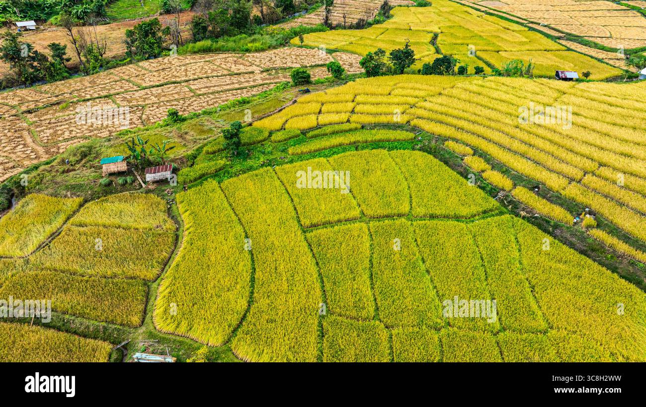 A view from above of golden-yellow rice fields planted in terraced rows ...