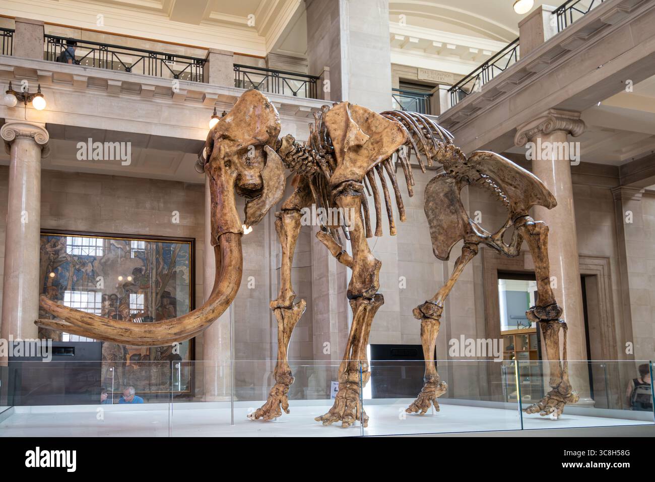 Mammoth museums hi-res stock photography and images - Alamy