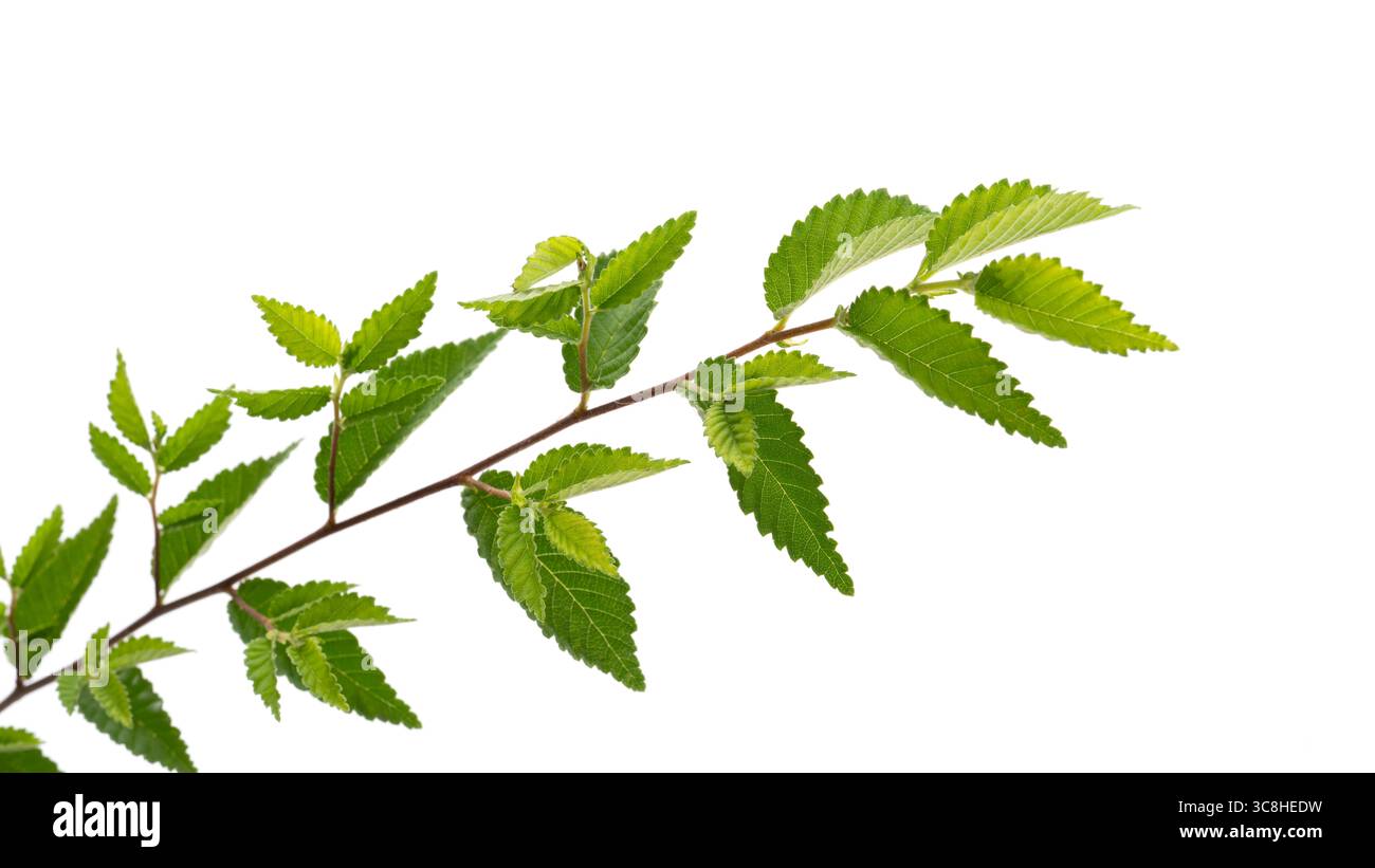 New neem leaves hi-res stock photography and images - Alamy