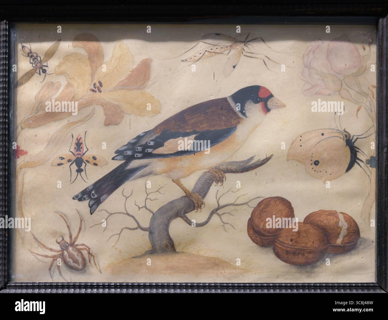 Illustration of exotic birds, flowers, and insects by Angelo Maria ...