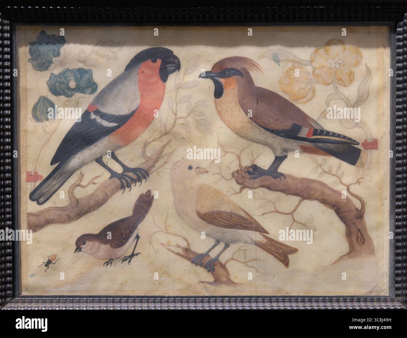 Illustration of exotic birds, flowers, and insects by Angelo Maria ...