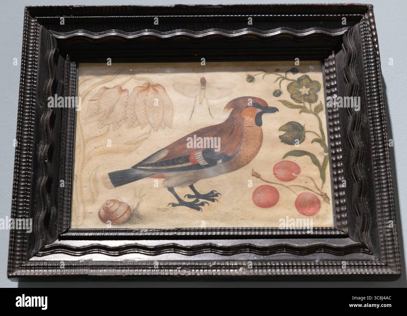 Illustration of exotic birds, flowers, and insects by Angelo Maria ...