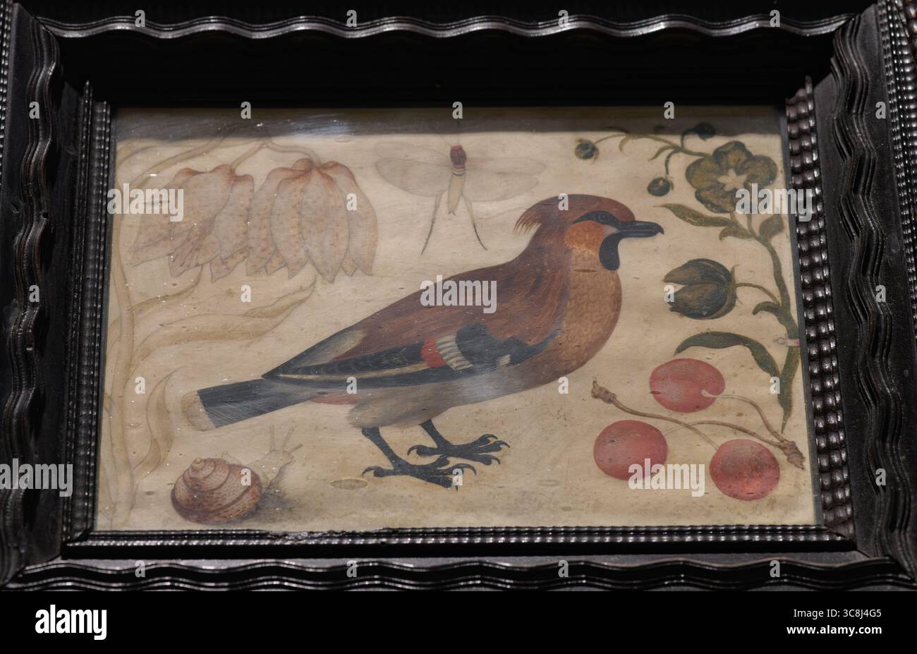 Illustration of exotic birds, flowers, and insects by Angelo Maria ...