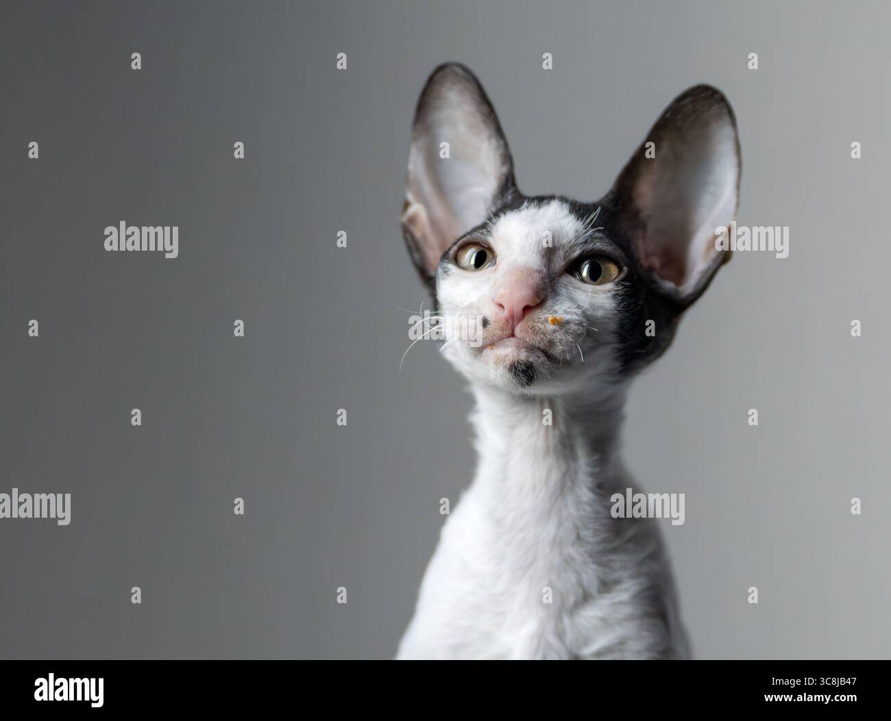 Curly hair cornish rex hi-res stock photography and images - Alamy