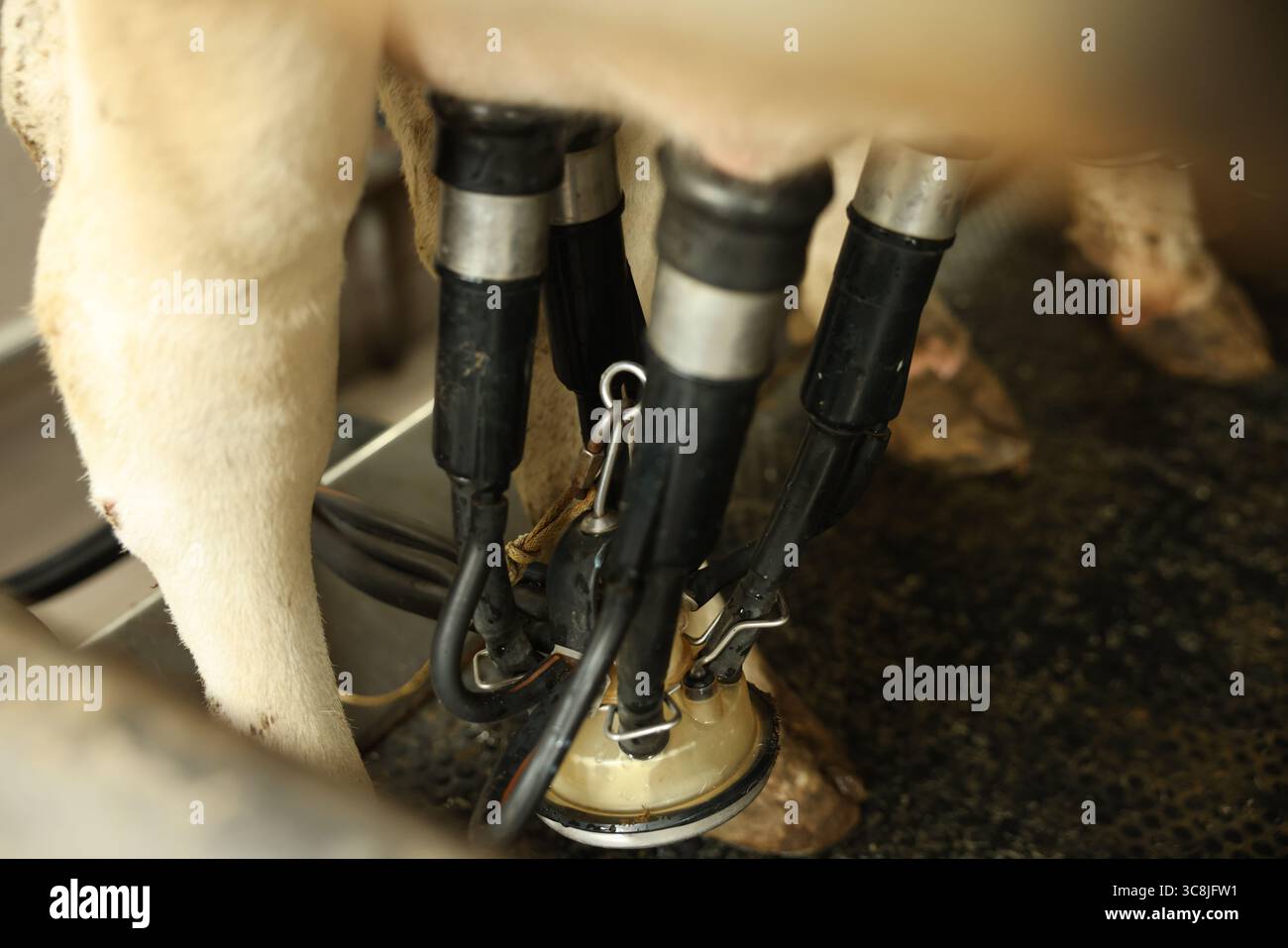 Automatic machine milking cow in dairy farm, closeup Stock Photo - Alamy