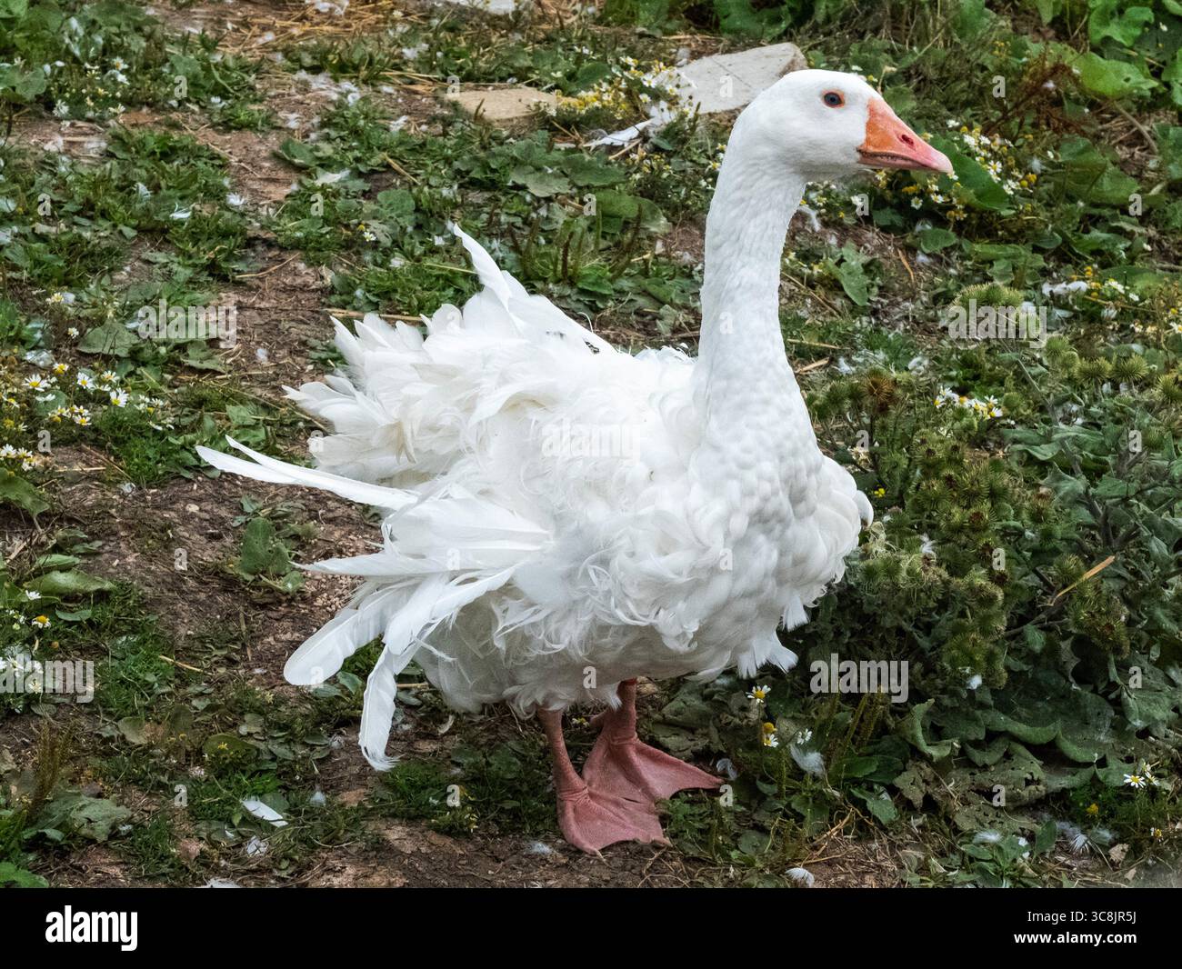 A Sebastopol Goose at Hadleigh farm, who have a rare breeds centre ...