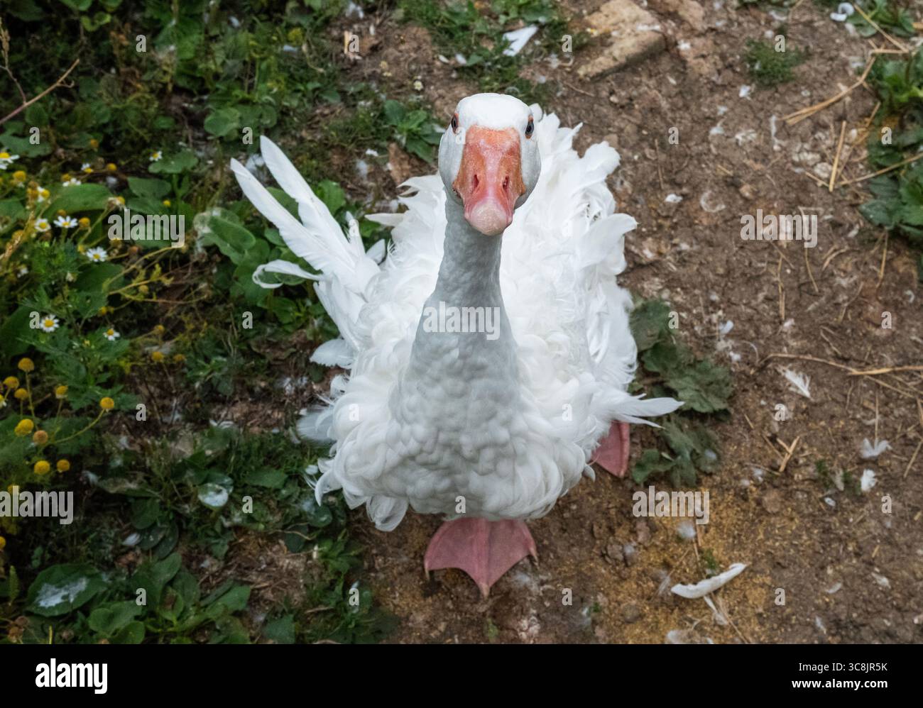 A Sebastopol Goose at Hadleigh farm, who have a rare breeds centre ...
