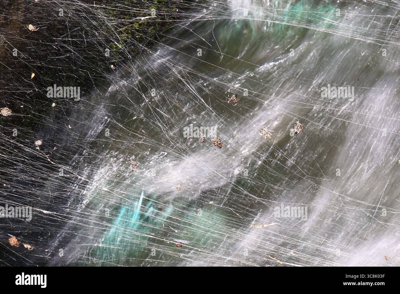 Kreuzspinnen 01.08.2025, Bad Sulza, Kreuzspinnen Araneus in ihrem Netz ...