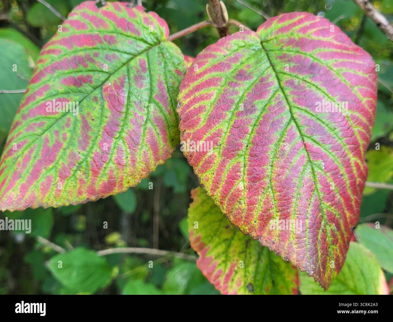 Close-up of red and green discolored leaves in autumn with detailed ...