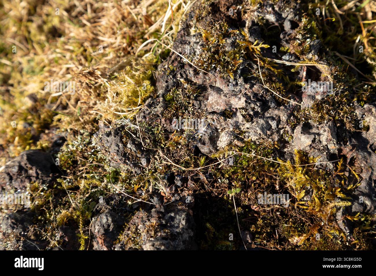 Close- up of stone in a slag heap at Ridsdale in Northumberland ...