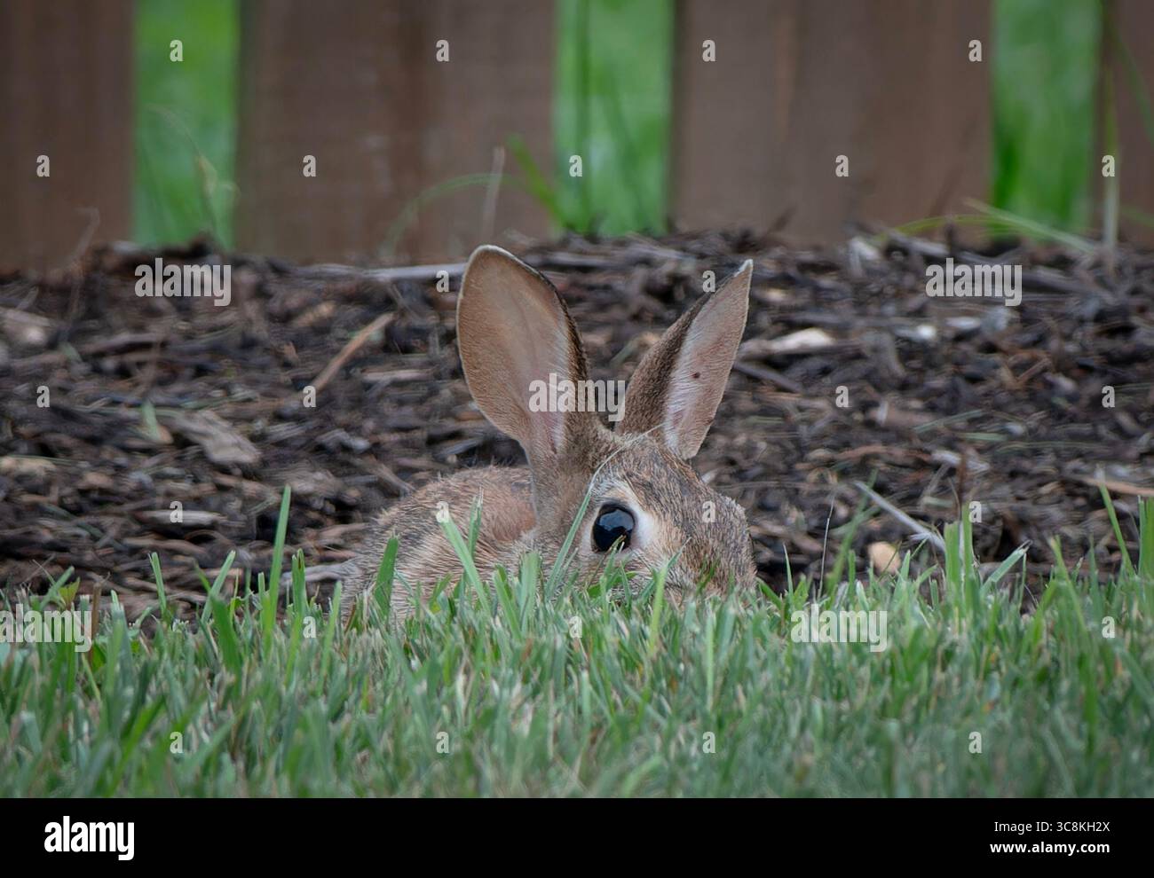 Bunny with urban edge hi-res stock photography and images - Alamy