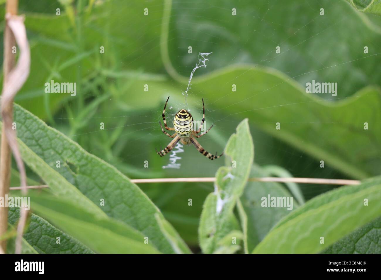 very large Specimen of a Tiger spider Stock Photo - Alamy