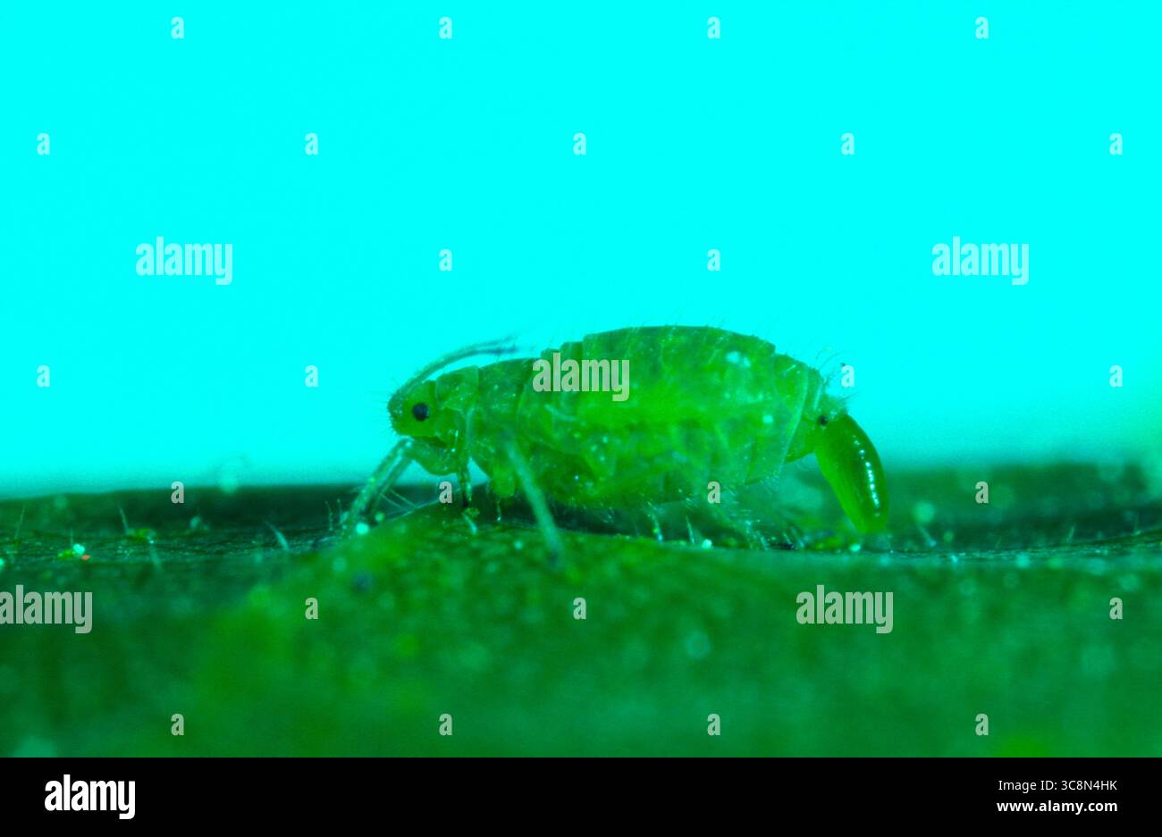 Aphid, Family Aphididae. Viviparity. Giving birth while sap sucking on ...