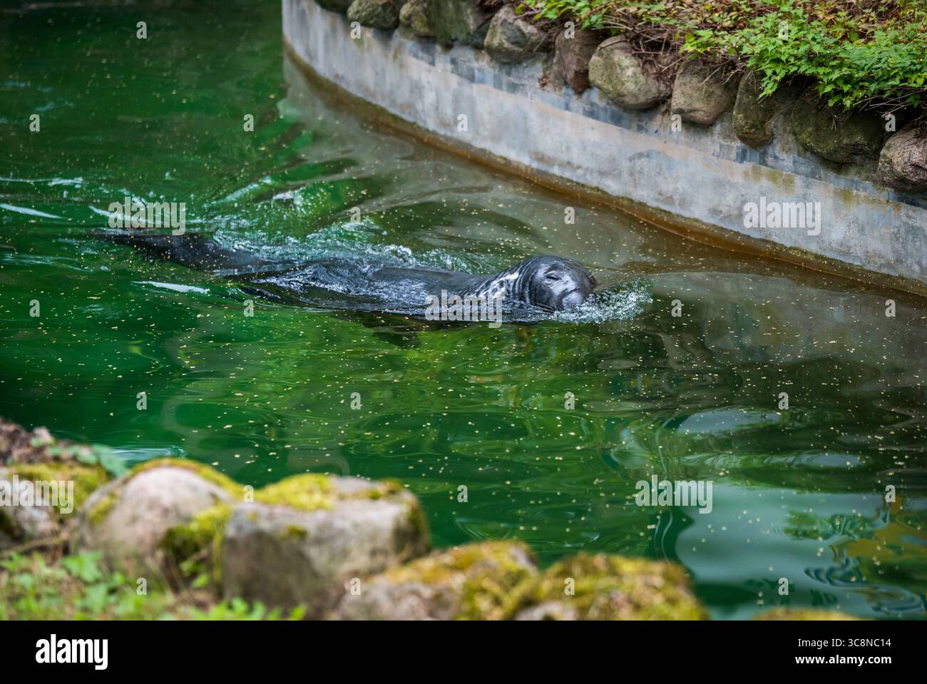 Fur seal in the pool Stock Photo - Alamy