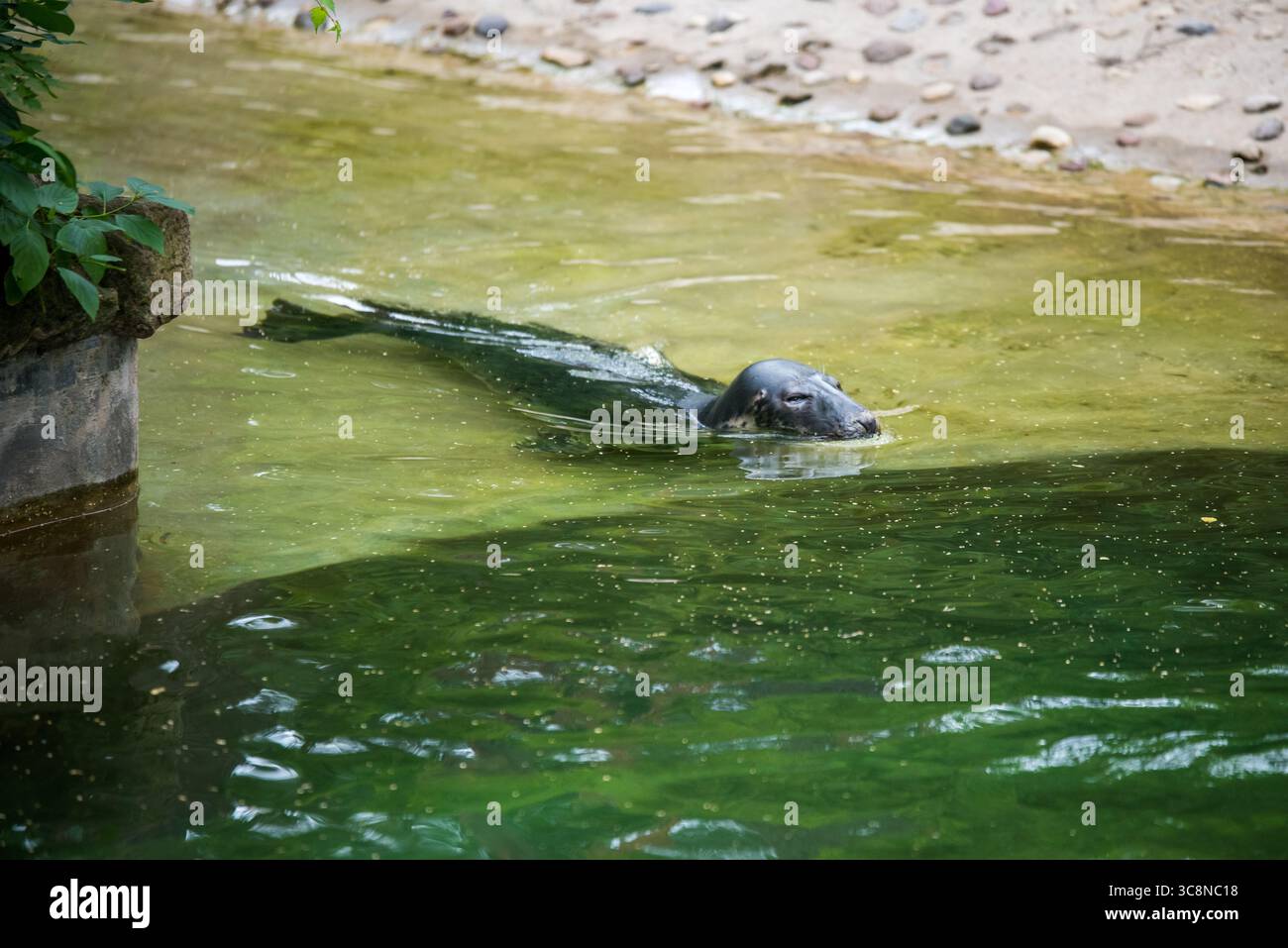 Fur seal in the pool Stock Photo - Alamy