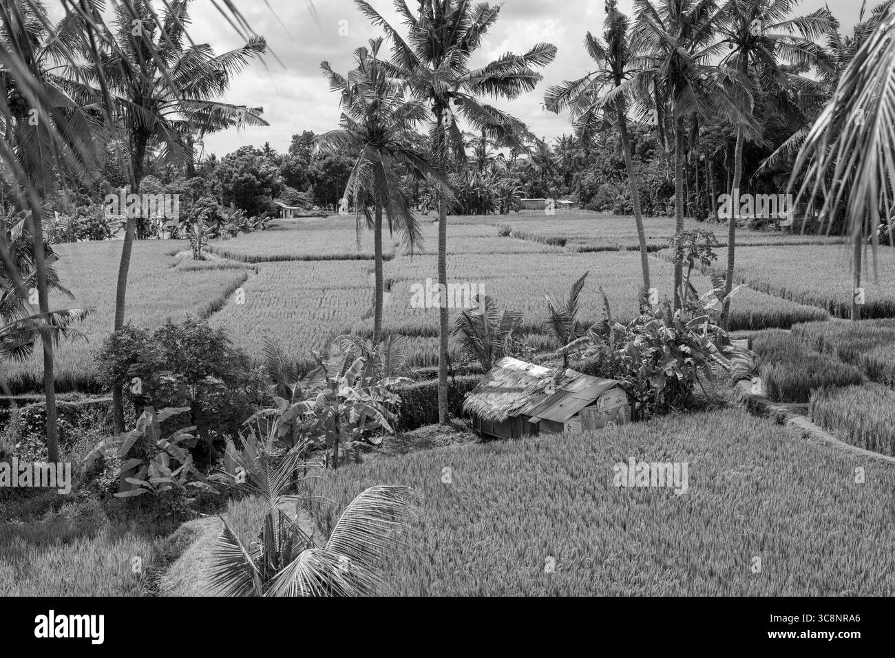 Rice patty fields in Ubud, Bali, Indonesia Stock Photo - Alamy