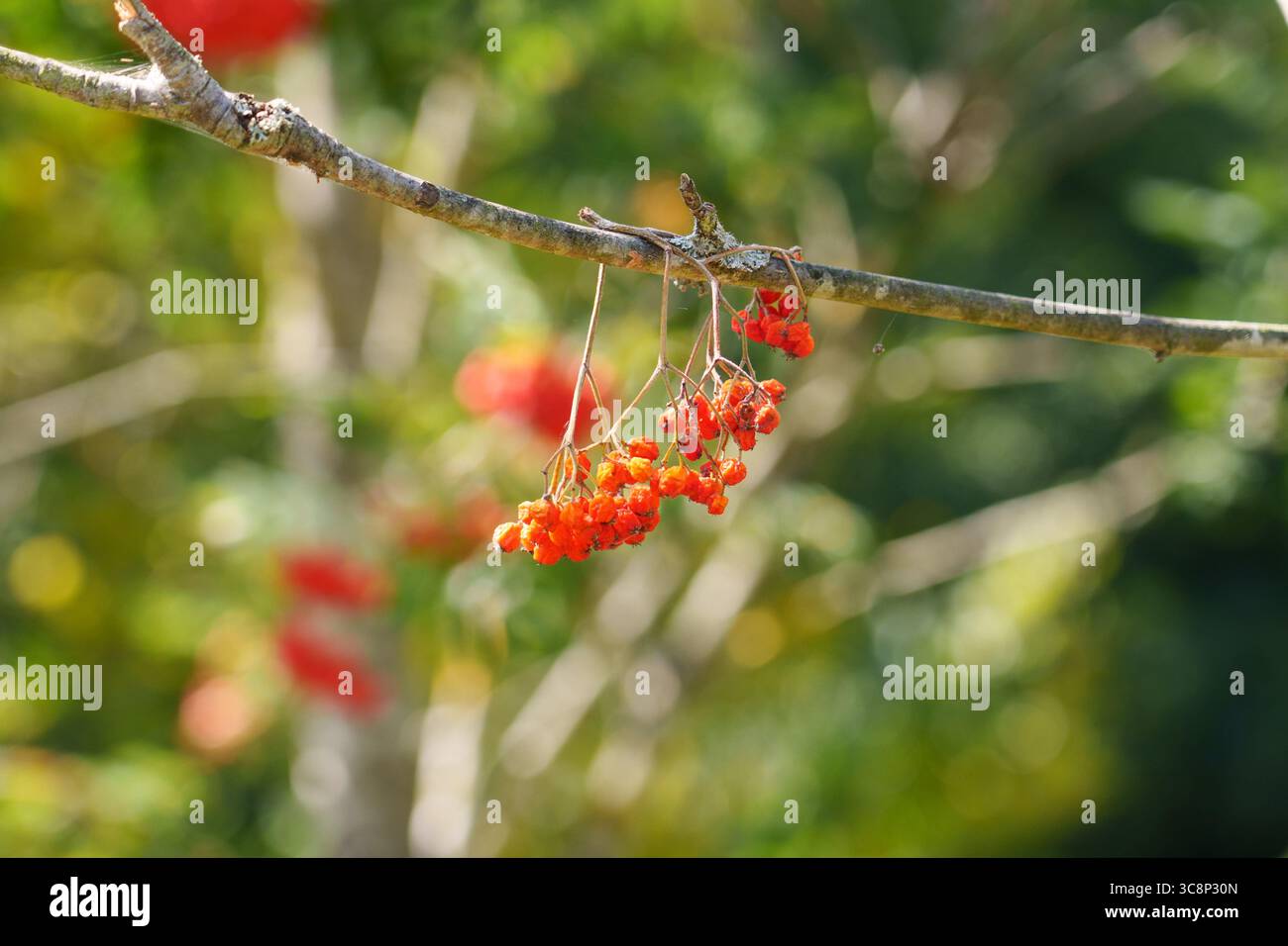 Dried red rowan berries on mountain ash tree branch. Withered fruits of ...