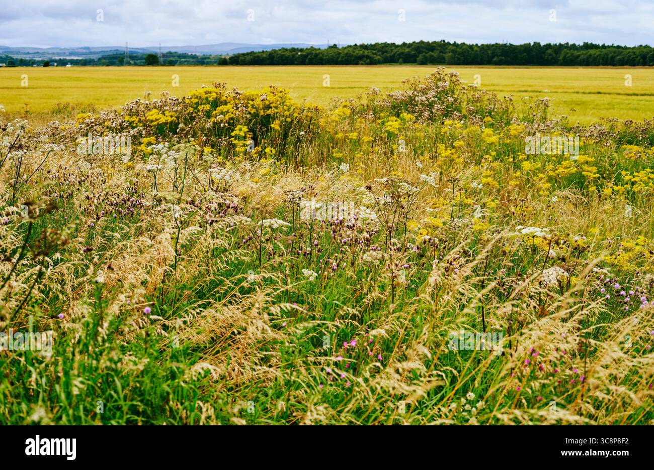 Farms in the Forth Valley are creating wildflower areas along field ...