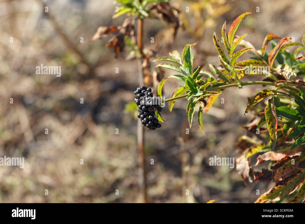 A close-up of a plant with green leaves and clusters of small black ...