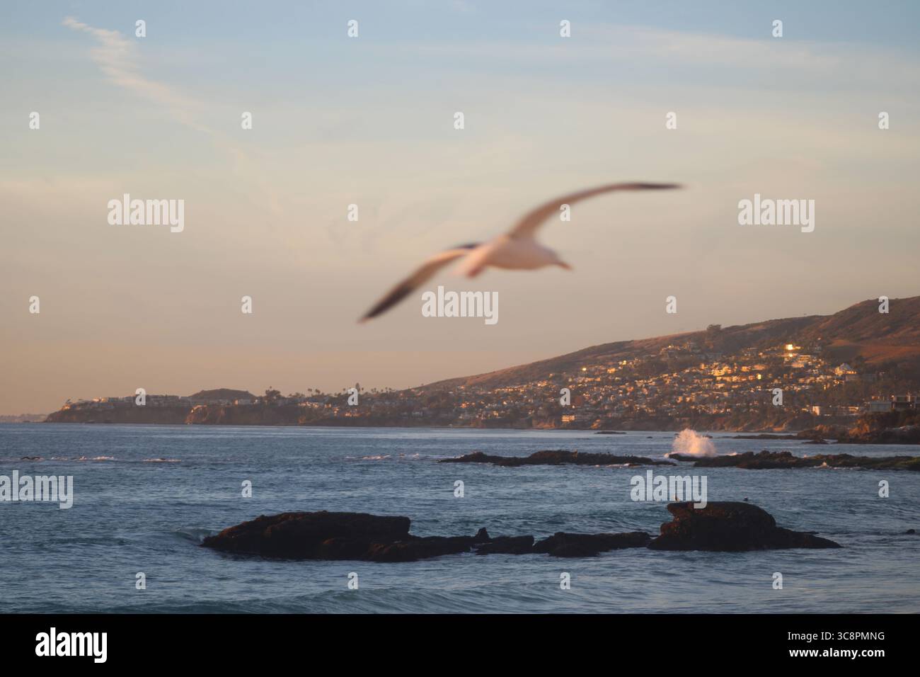 Seagulls flying over cliffs hi-res stock photography and images - Alamy