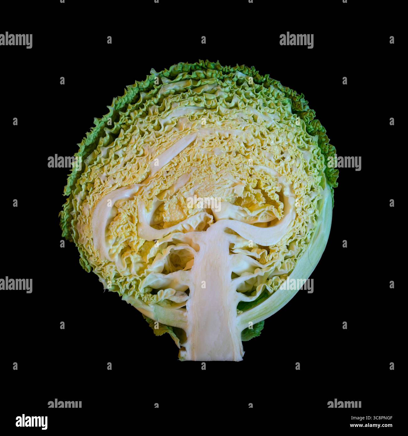 Interior of a Savoy cabbage (Brassica oleracea var. sabauda). Cross ...