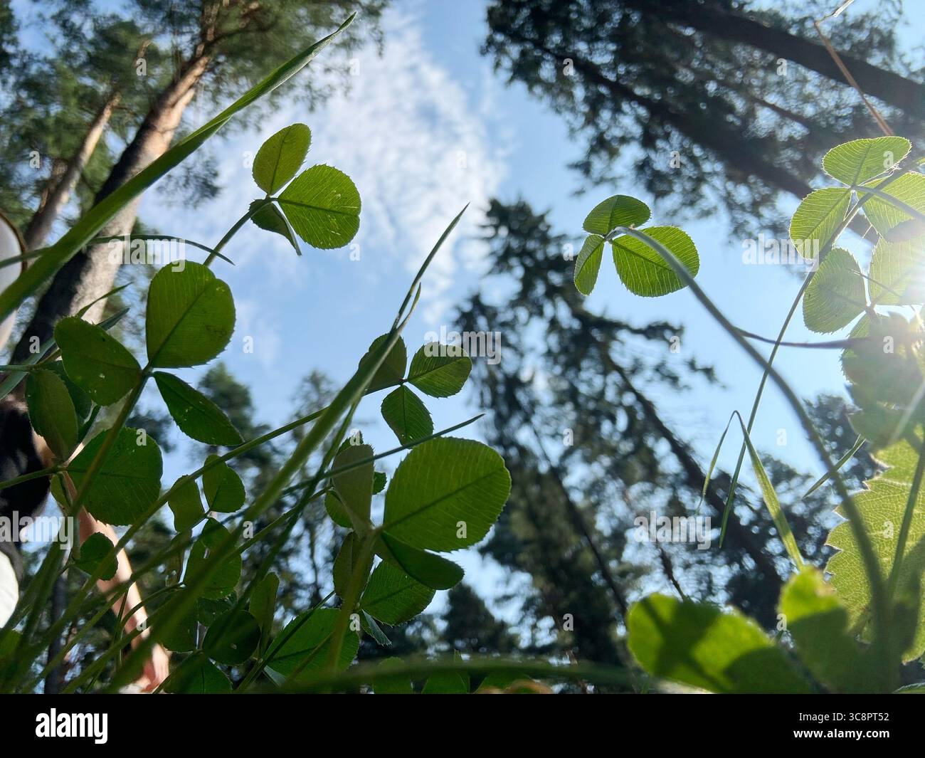 Upwardview hi-res stock photography and images - Alamy