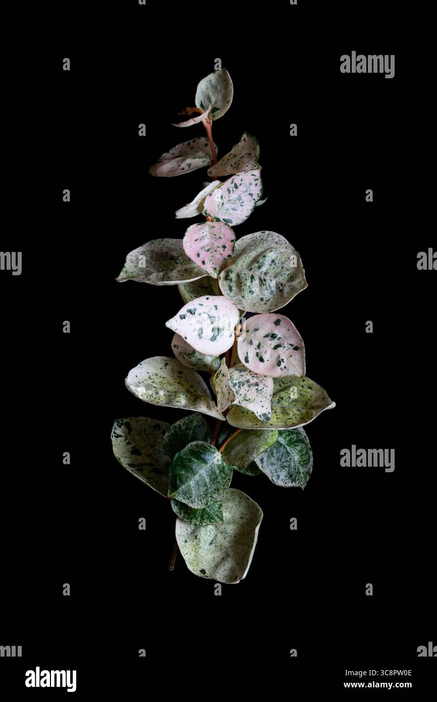 Snow bush (Breynia disticha). Stem and white-pink leaves of a snowbush ...