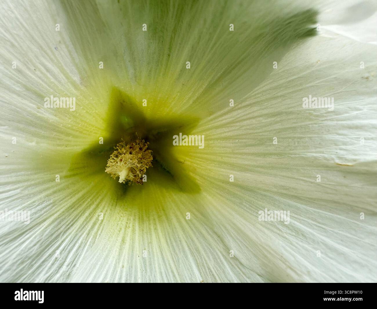 Mallow flower in close hi-res stock photography and images - Alamy